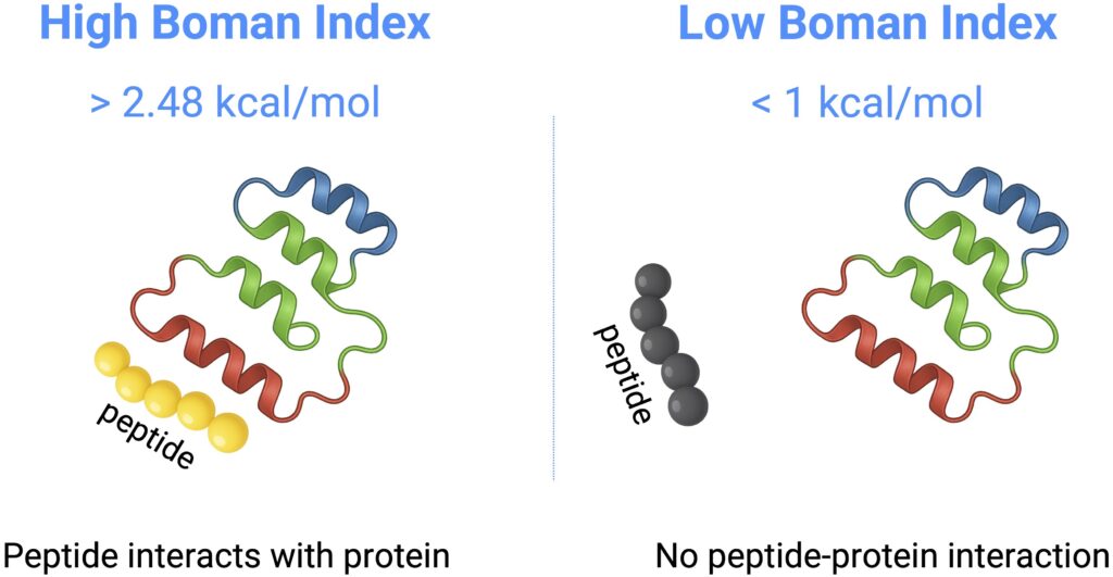 Boman Index in Peptides: Predicting Protein-Binding Potential